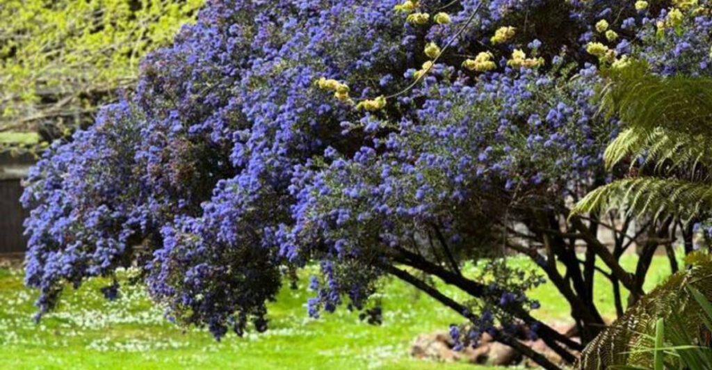 9 Designer-Approved Trees And Shrubs That Look Great Year-Round In ...