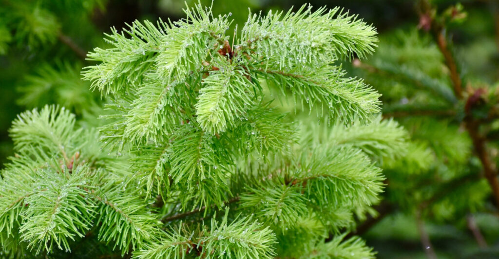 9 Fir Trees That Blend Beautifully Into Washington Home Yards