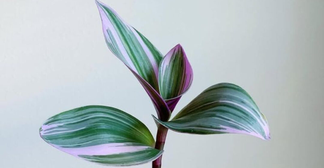 9 Houseplant Cuttings To Take And Root Indoors In Minnesota In January