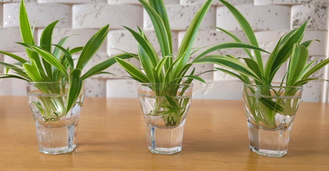 9 Indoor Propagation Ideas To Keep Illinois Homes Growing In January