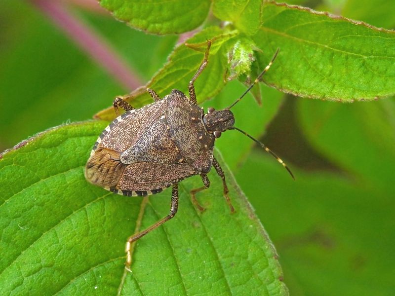 9 Invasive Insects Oregon Gardeners Should Watch For This Season