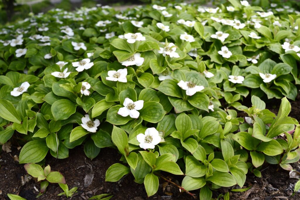 9 Native Ground Covers Oregon Gardeners Are Loving Right Now