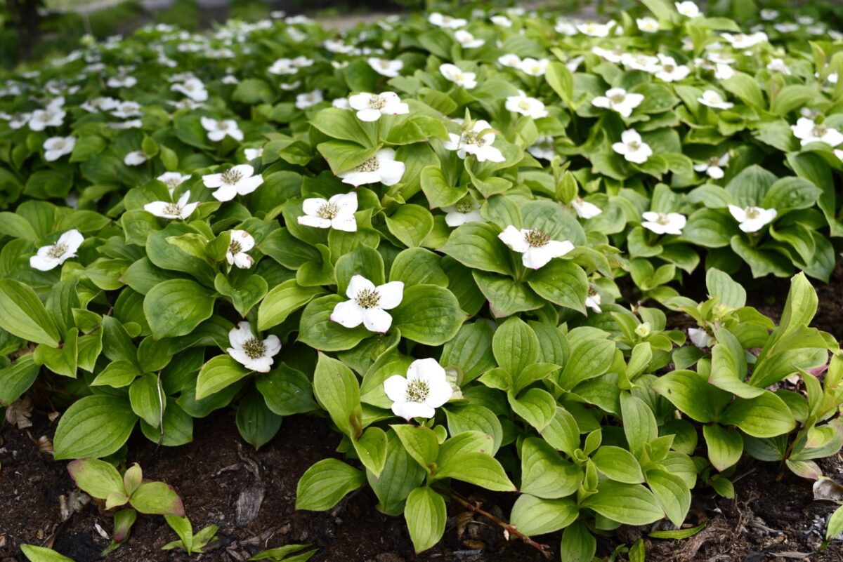 9 Native Ground Covers Oregon Gardeners Are Loving Right Now