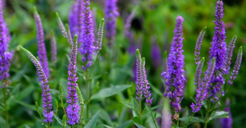 9 Perennials That Deliver Big Blooms In Their First Year In Minnesota ...