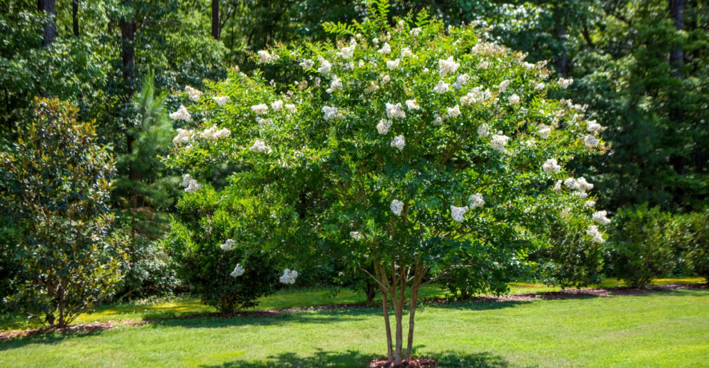 9 Shade Trees That Cool California Homes Without Causing Damage