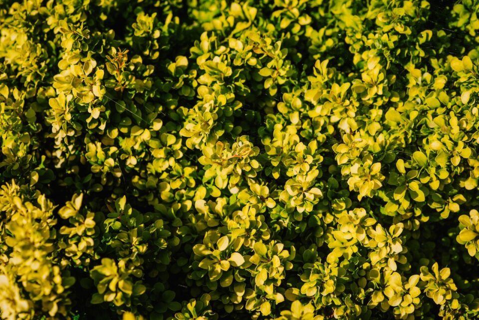 9 Shrubs With Bright Golden Foliage For Southern Georgia Gardens