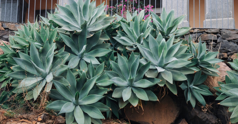 9 Things California Homes Should Know About Growing Agave