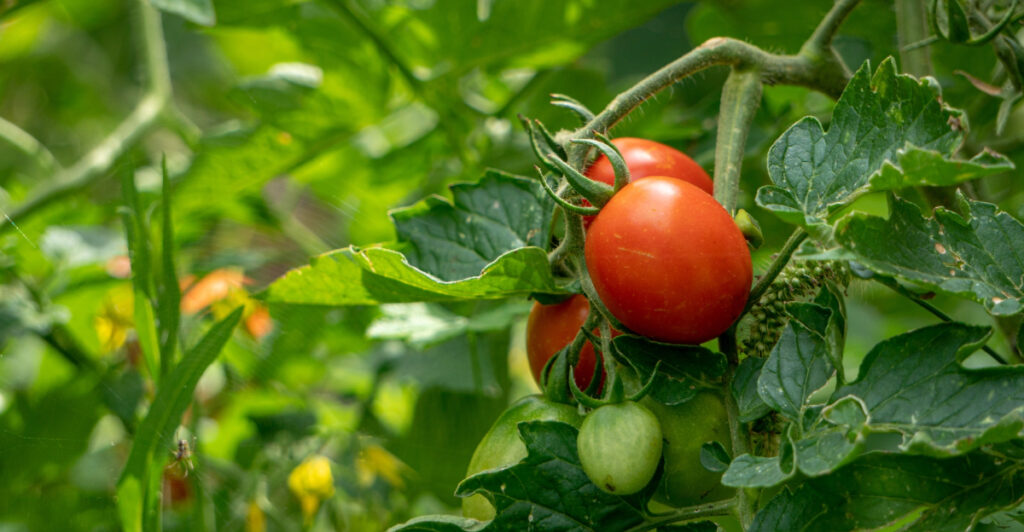 9 Tomatoes Indiana Gardeners Recommend For First-Time Growers