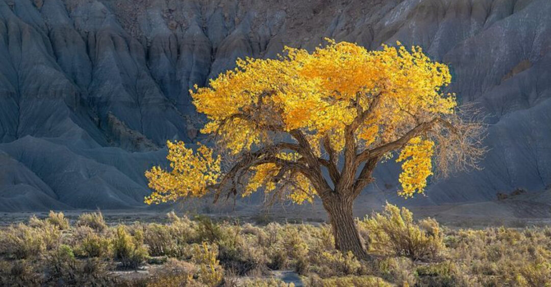 9 Trees You Should Never Plant Too Close To Your New York Home