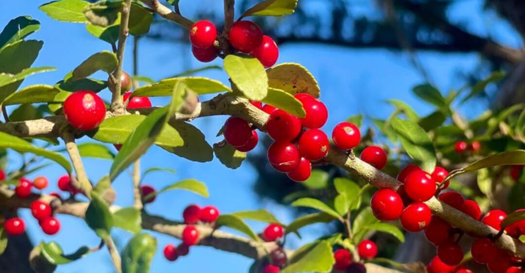 9 Versatile Plants You Can Train As Vines, Shrubs, Or Trees In Texas