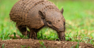 An Armadillo Is Digging Holes In Your South Carolina Yard? Here’s What ...