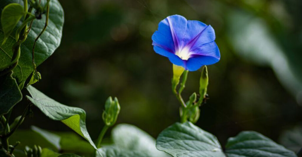 Blue Blooms California Gardeners Will Love Growing From Seed In 2026