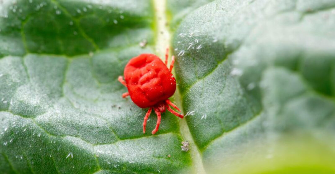 California Yards Are Seeing More Tiny Red Bugs And This Is A Reason