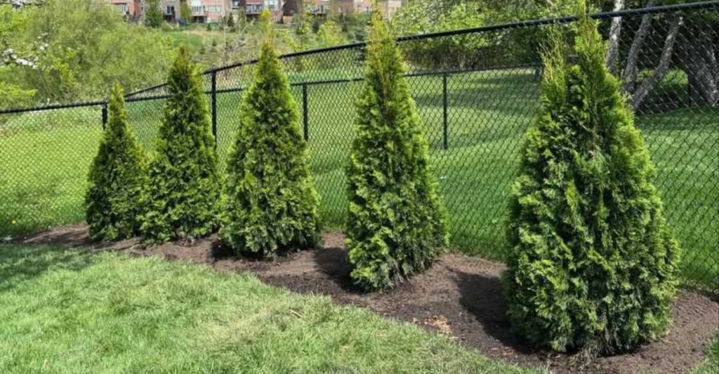 Choosing Between Deciduous Or Coniferous Trees For Michigan Yards