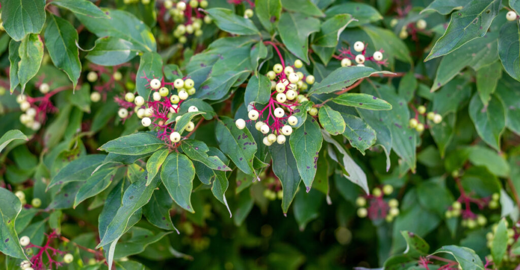 Connecticut’s Native Plant Scene Is Growing Thanks To This Nursery