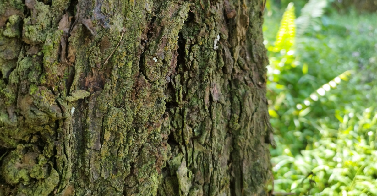 Dark Trunk Patches Are Appearing On Pennsylvania Trees — But Rot Isn’t ...