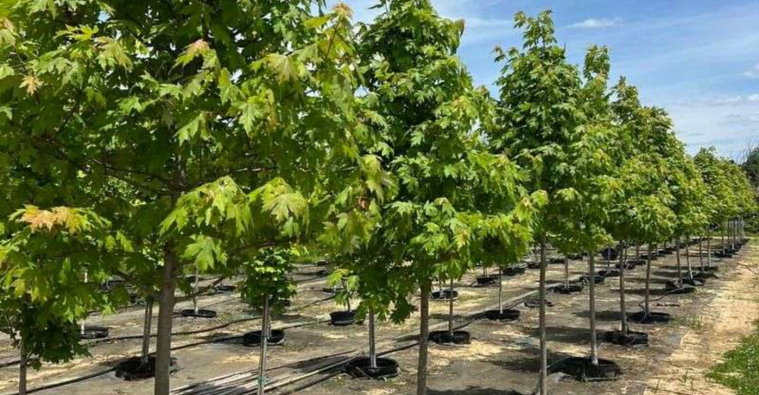 Deciduous Or Coniferous? A Smart Guide For Pennsylvania Gardeners ...