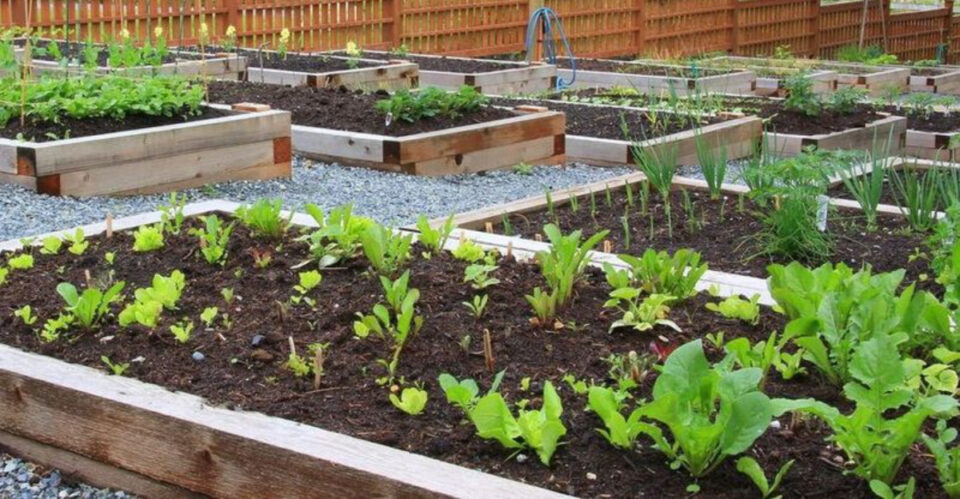 Easy Ways To Start A Simple Vegetable Garden In Arizona