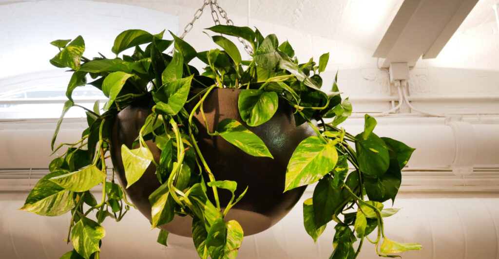 Hanging Pots In Illinois Homes Look Better With These Trailing Houseplants