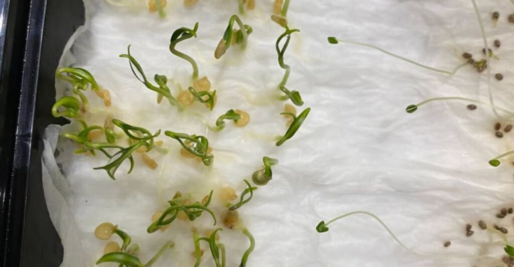 How And Why Michigan Gardeners Pre-Sprout Seeds For Faster Growth