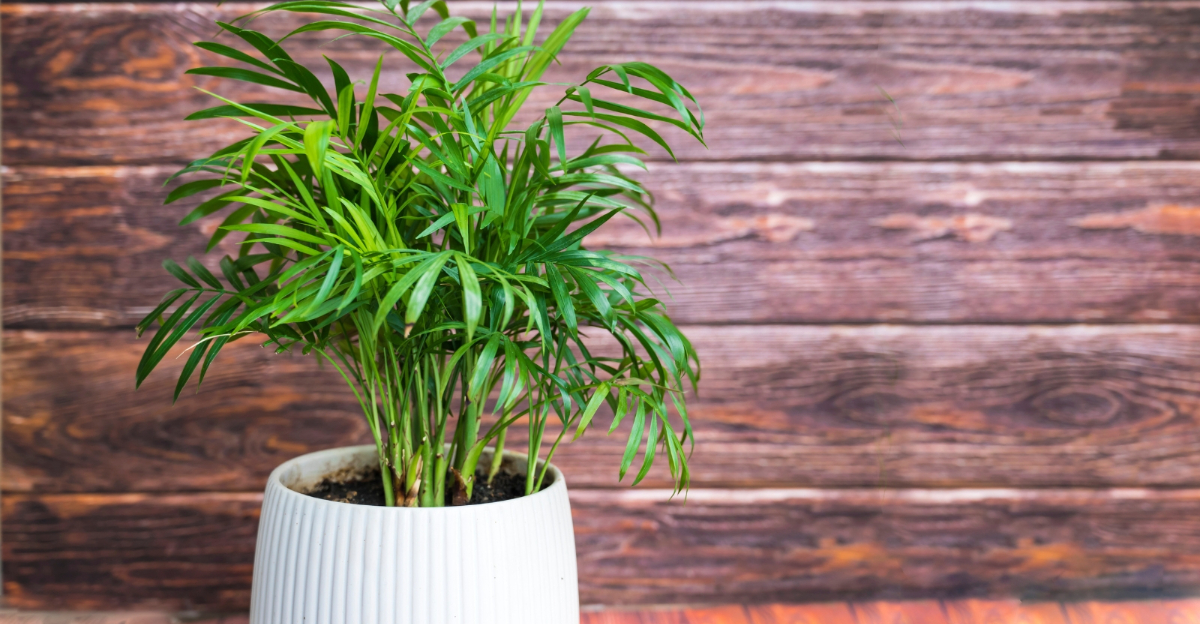 How Arizona Homeowners Keep Indoor Palms Healthy With Less Effort