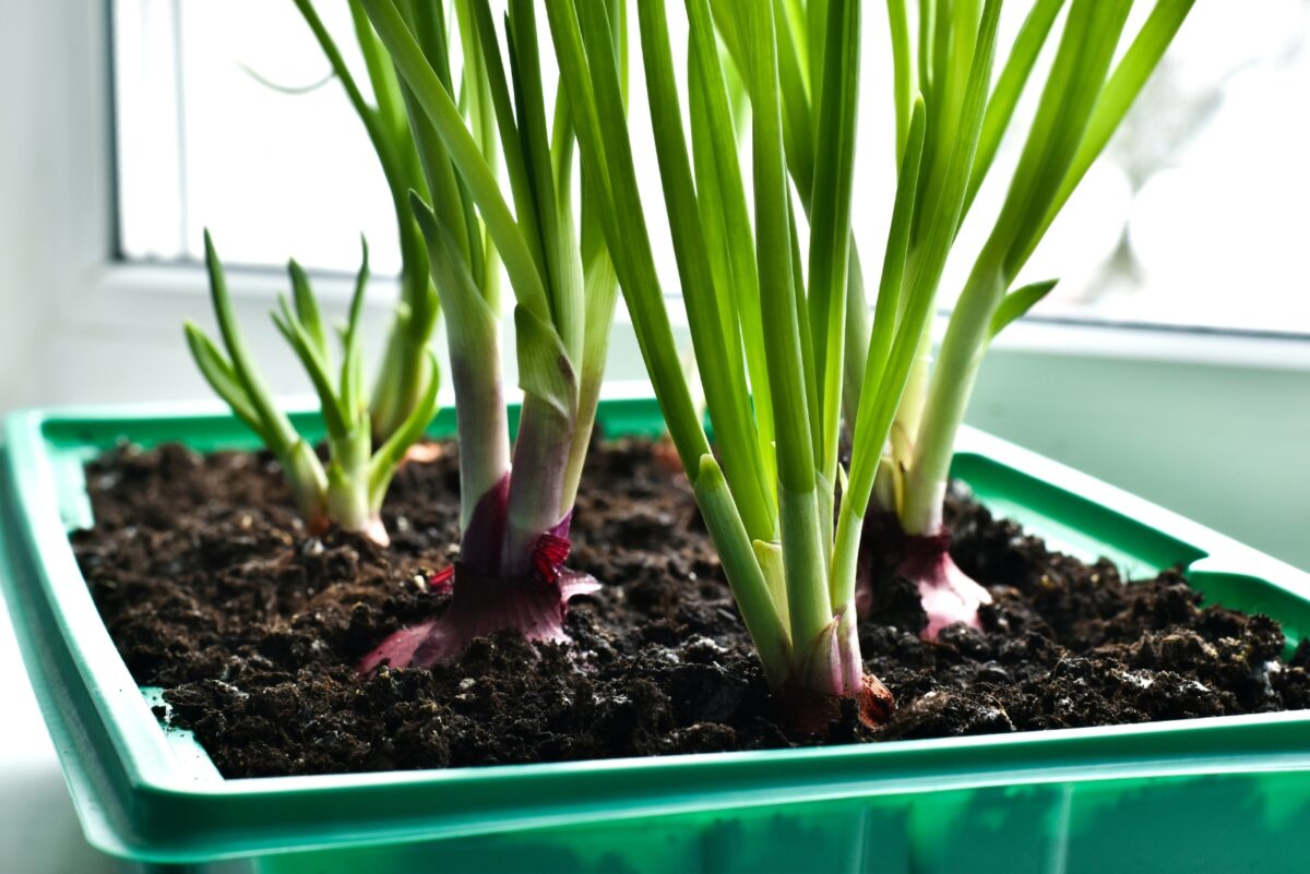 How Minnesota Homes Grow Fresh Green Onions Indoors Year-Round