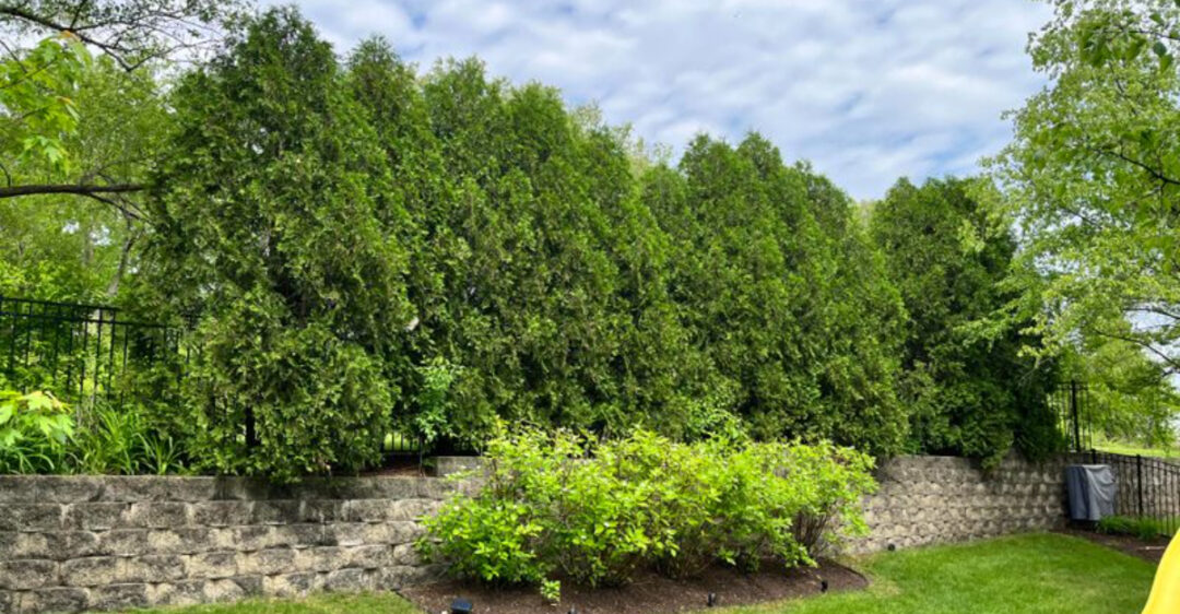 How Ohio Homeowners Can Choose Between Deciduous And Coniferous Trees