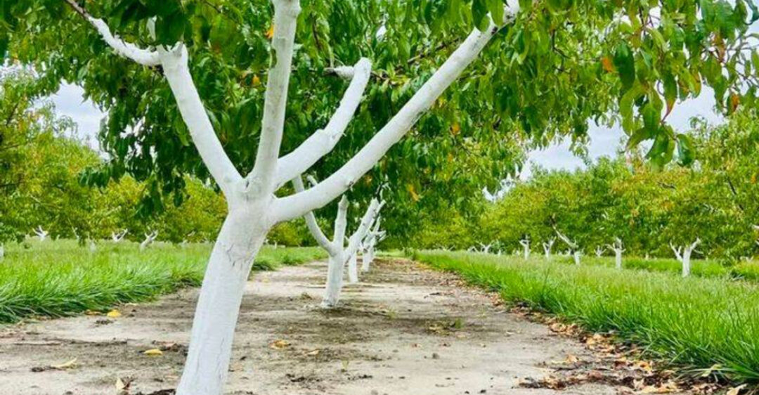 How Painting Fruit Trees Early Can Boost Growth In Colorado