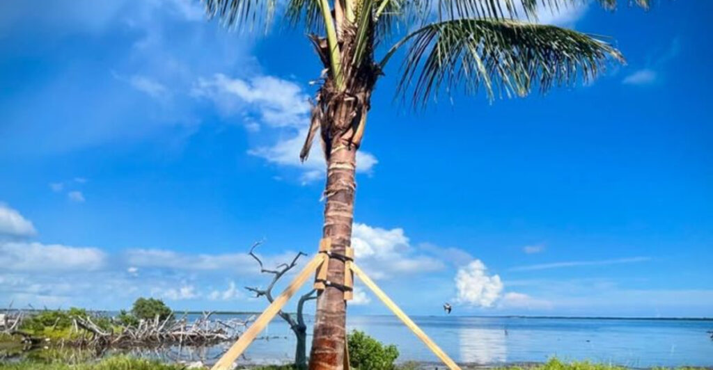 How To Fix A Leaning Palm Tree In Hawaii Landscapes The Right Way