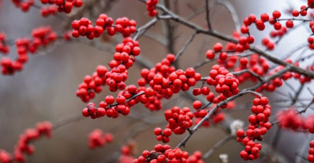 How To Grow A Winterberry Bush In Massachusetts For Seasonal Color ...