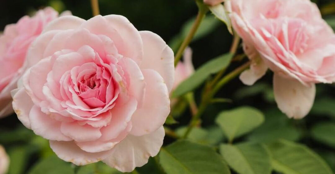 How To Grow Award-Winning Roses In Florida This Year