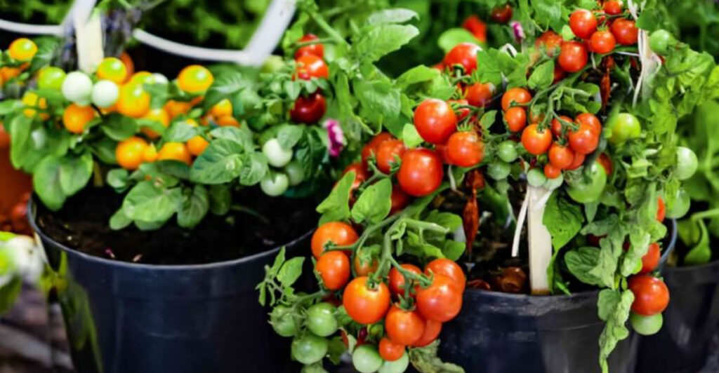 How To Grow Tons Of Cherry Tomatoes In Your New Jersey Garden