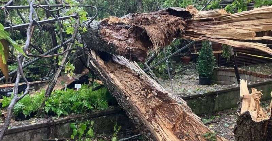 If A Neighbor’s Tree Falls In Your Maryland Yard, Who Handles It?