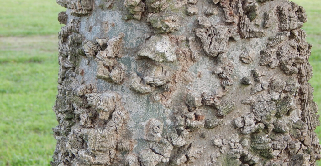 Illinois Gardeners Keep Spotting Odd Tree Bumps That Aren’t Disease