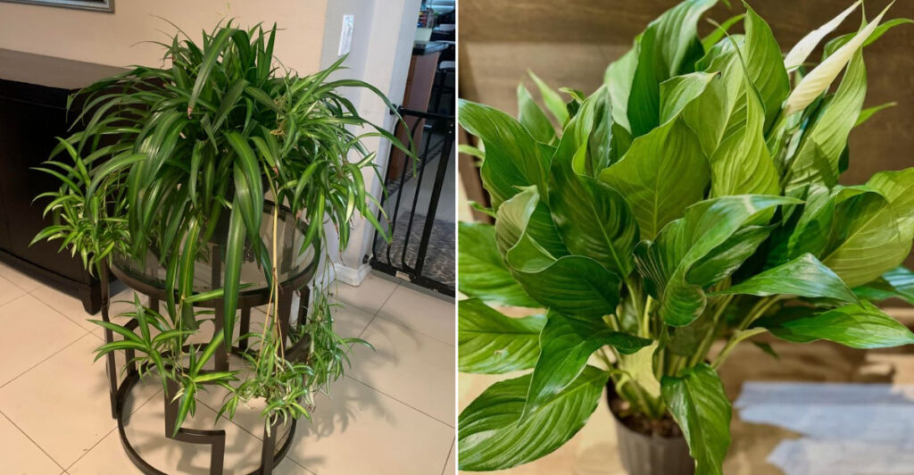 Low Winter Light? These 11 Houseplants Thrive In Oregon