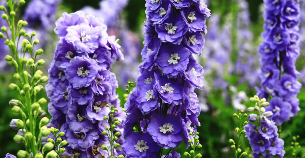 Meet The 2026 Flower Of The Year Florida Gardeners Will Be Obsessed With
