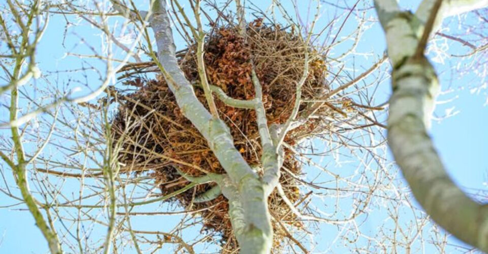 Mississippi Gardeners Keep Spotting These Tree Nests, But They're Not Birds