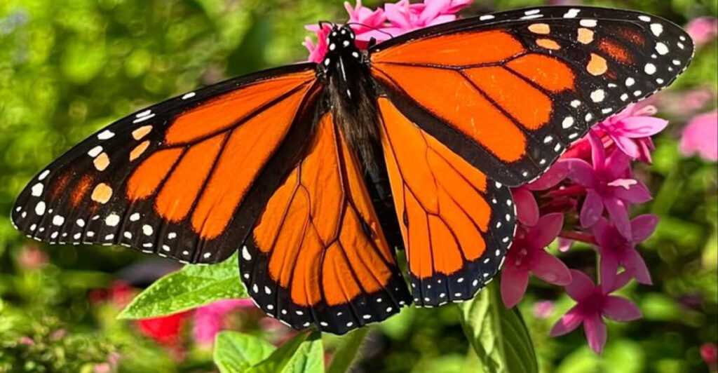 Monarchs Are Still In Florida This Winter And Here’s How You Can Help
