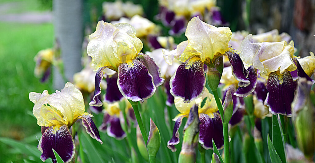 Oregon Gardeners: Here's How To Grow Stunning Irises That Actually Bloom