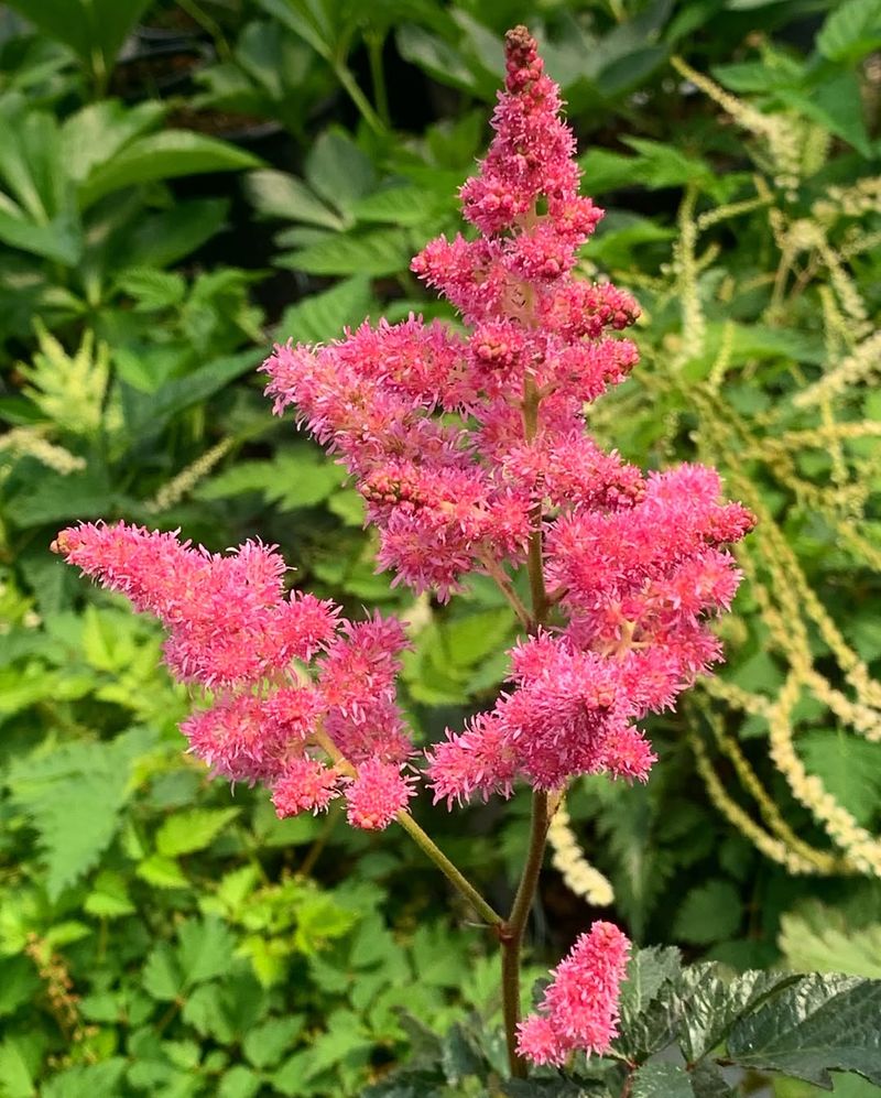 Oregon's Cloudy Climate Is Perfect For These 9 Shade Plants