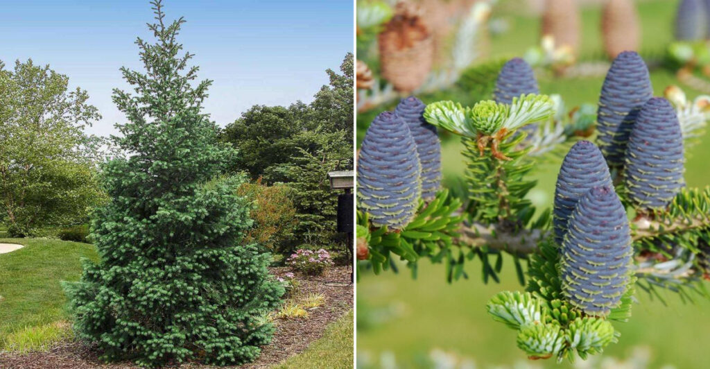 Oregon's Top 10 Fir Trees For Beautiful Home Landscapes