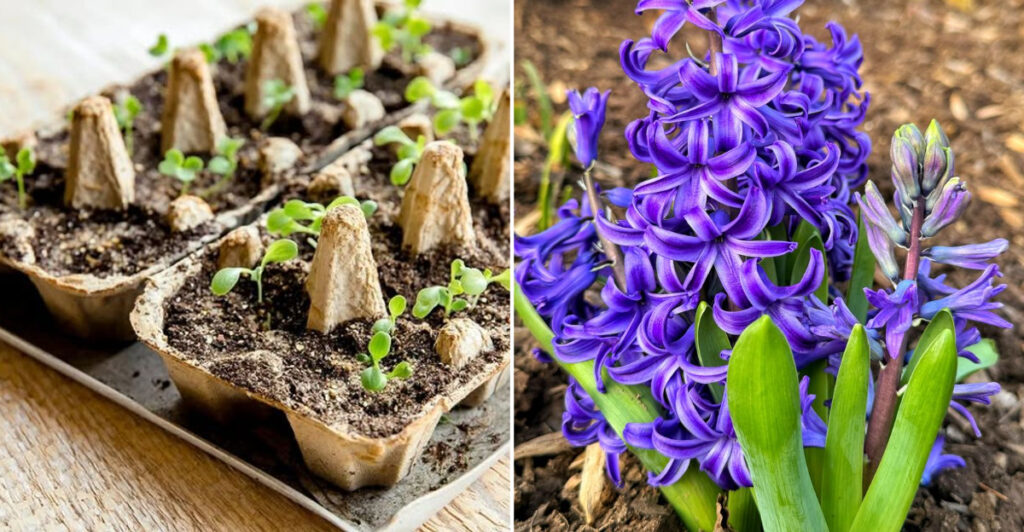 Plant Bulbs Fast With This Simple Egg Carton Hack In Oregon Gardens