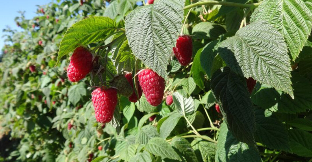 Plant These 11 Fruit Trees And Berry Bushes Before Spring Hits Oregon