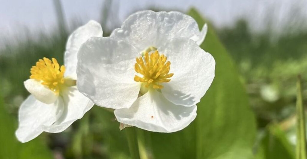 Plant These 9 Florida Plants If Your Yard Floods Every Season