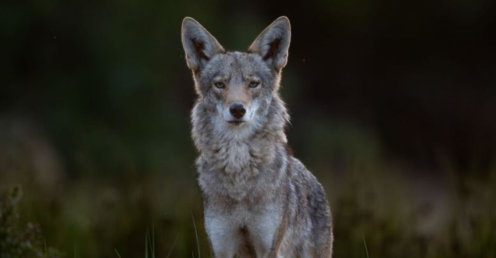 Smart Things To Do When A Coyote Appears In Your Washington Yard (And 4 ...