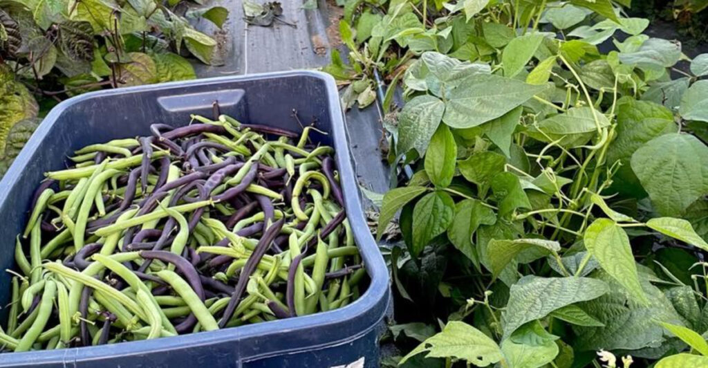 Texas Gardeners Rely On These 11 Vegetables For No-Till Success