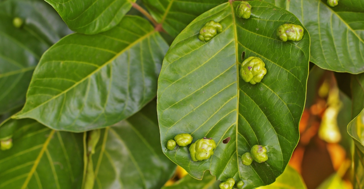 That Odd Leaf Cluster On Your Ohio Tree May Look Done — But Leave It ...