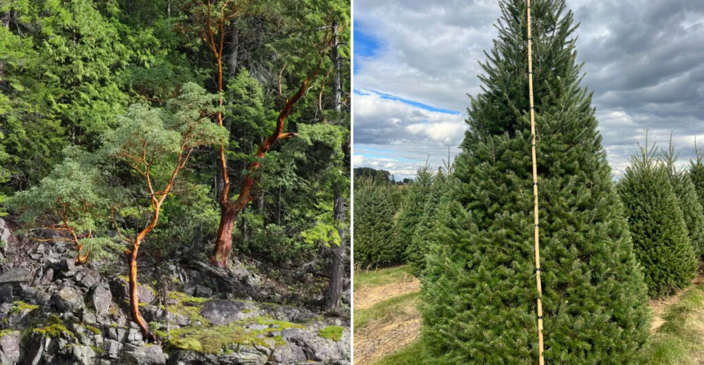 The 11 Best Native Trees For Soil Stability And Drainage In Oregon Yards
