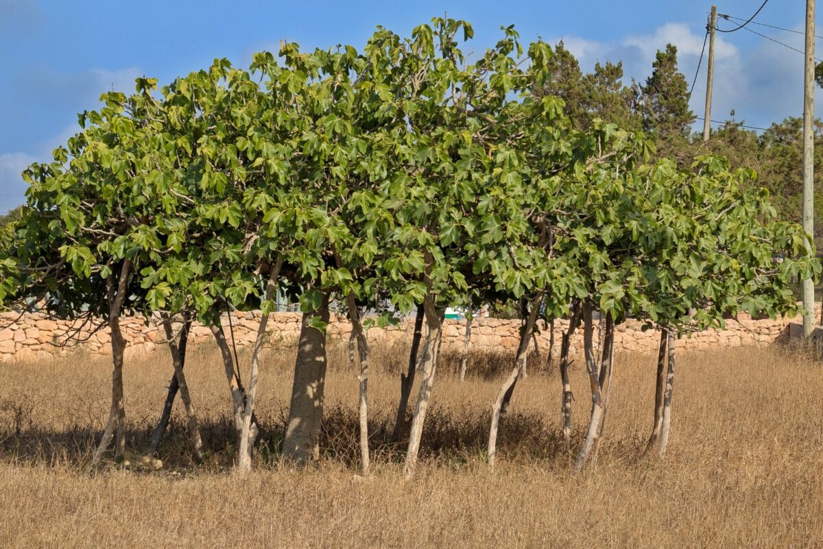 The Right Way To Prune Fig Trees For Better Harvests In Florida