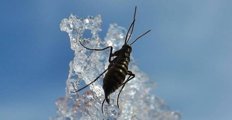 The Small Insect Found In New Hampshire Snow (And Why It’s Important)